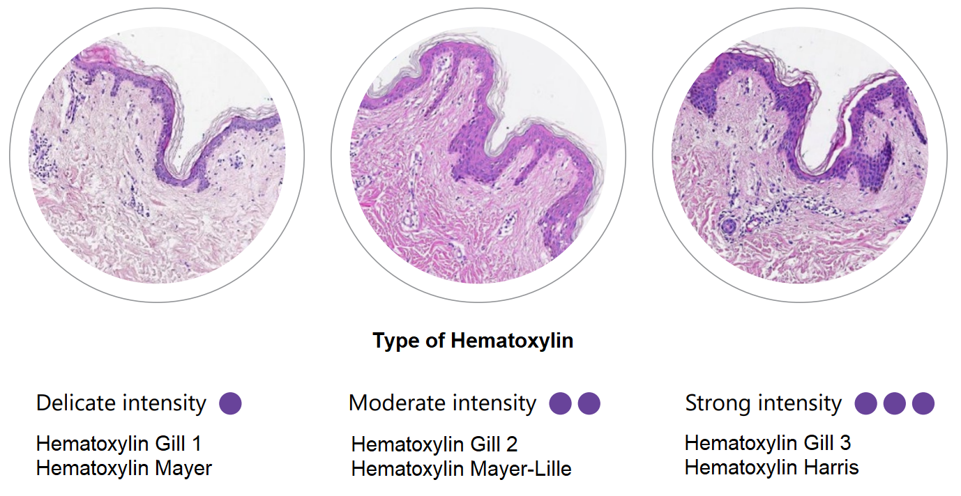 Hematoxylin and eosin | Histoline